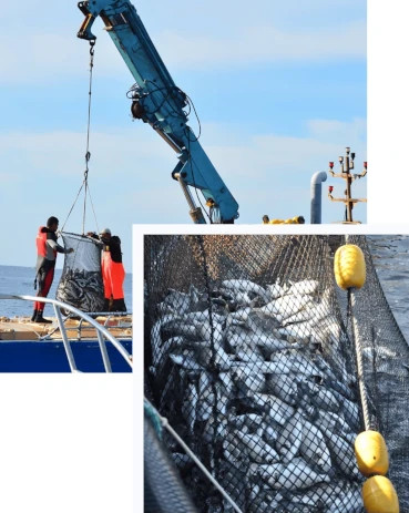Seafood Media Group - Worldnews - Aquaculture in Tunisia: A Growing Industry